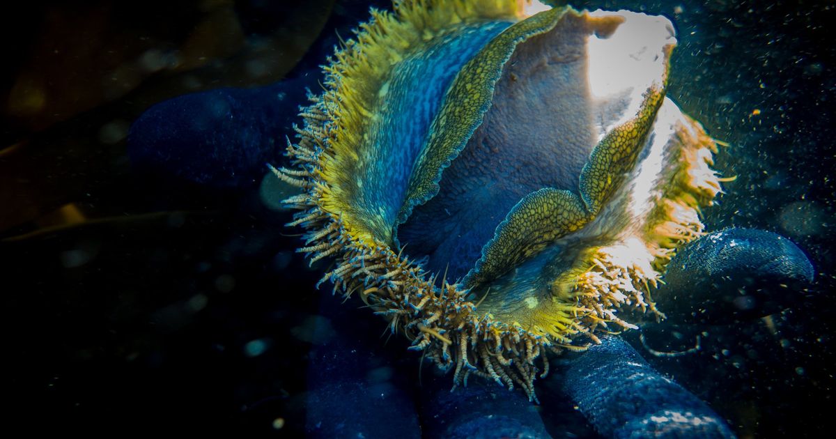 Divers risk drowning and sharks to poach abalone worth $200 a pound ...