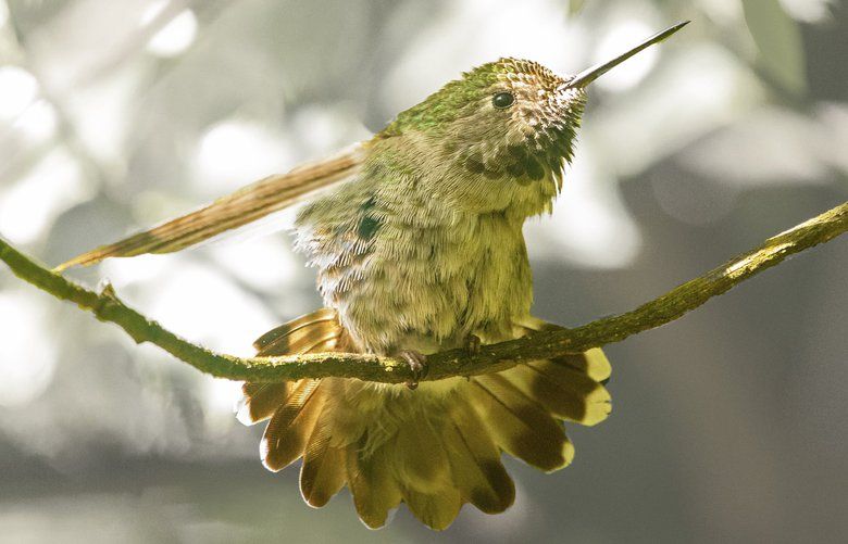 Reader’s Lens | A hummingbird prepares for takeoff | The Seattle Times