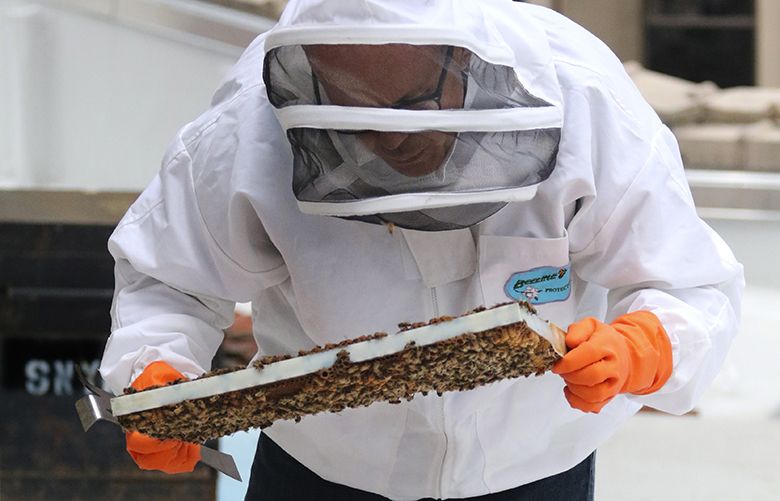 Bees take ‘flight,’ set up hives of activity in downtown Seattle | The ...