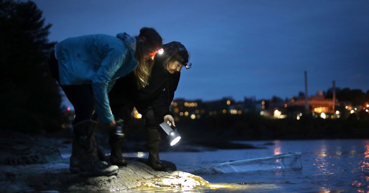 Eels break records in Maine, where they sell for big money | The ...