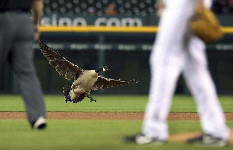 Attempt to remove goose from Detroit Tigers game ends in chaos | The ...