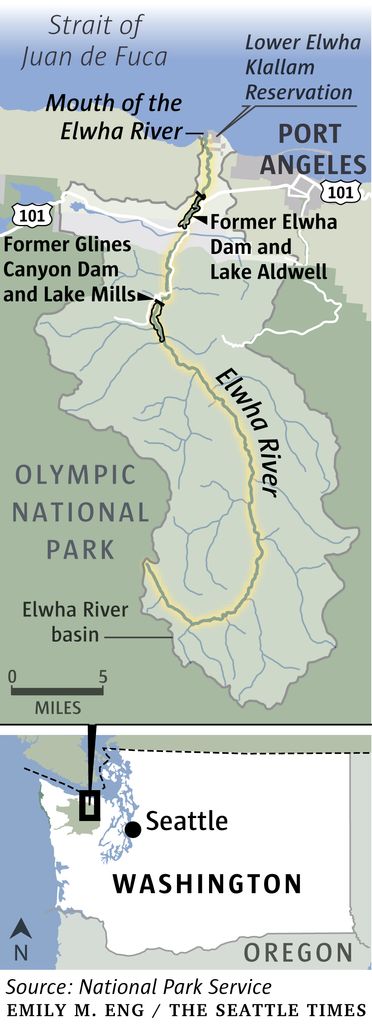 ‘Nature can do most of the work for you’: Once-flooded Elwha land ...