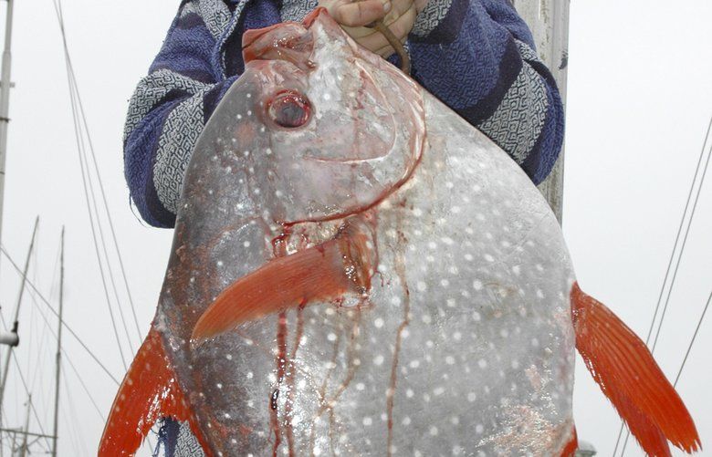 Sleuthing leads to new findings about peculiar ocean fish | The Seattle ...