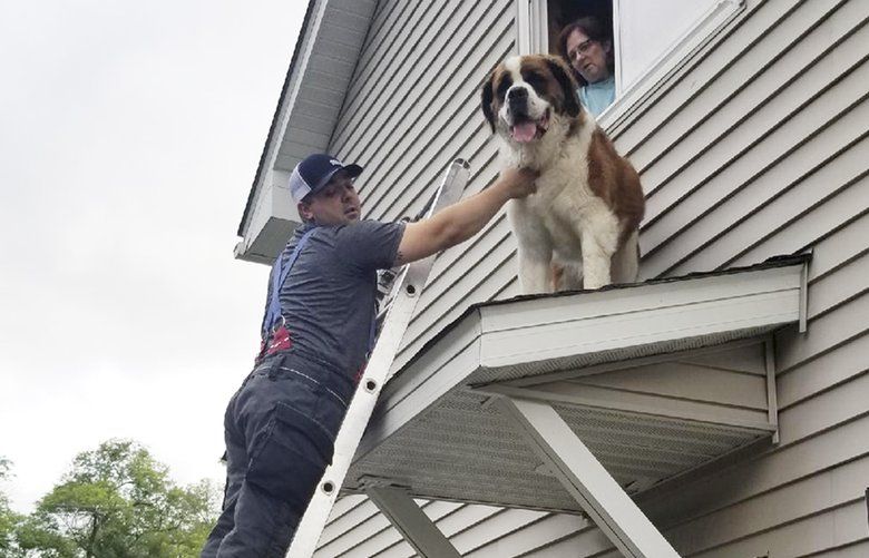 ‘Roof, roof!’ Dog rescued from overhang roof at his home | The Seattle ...