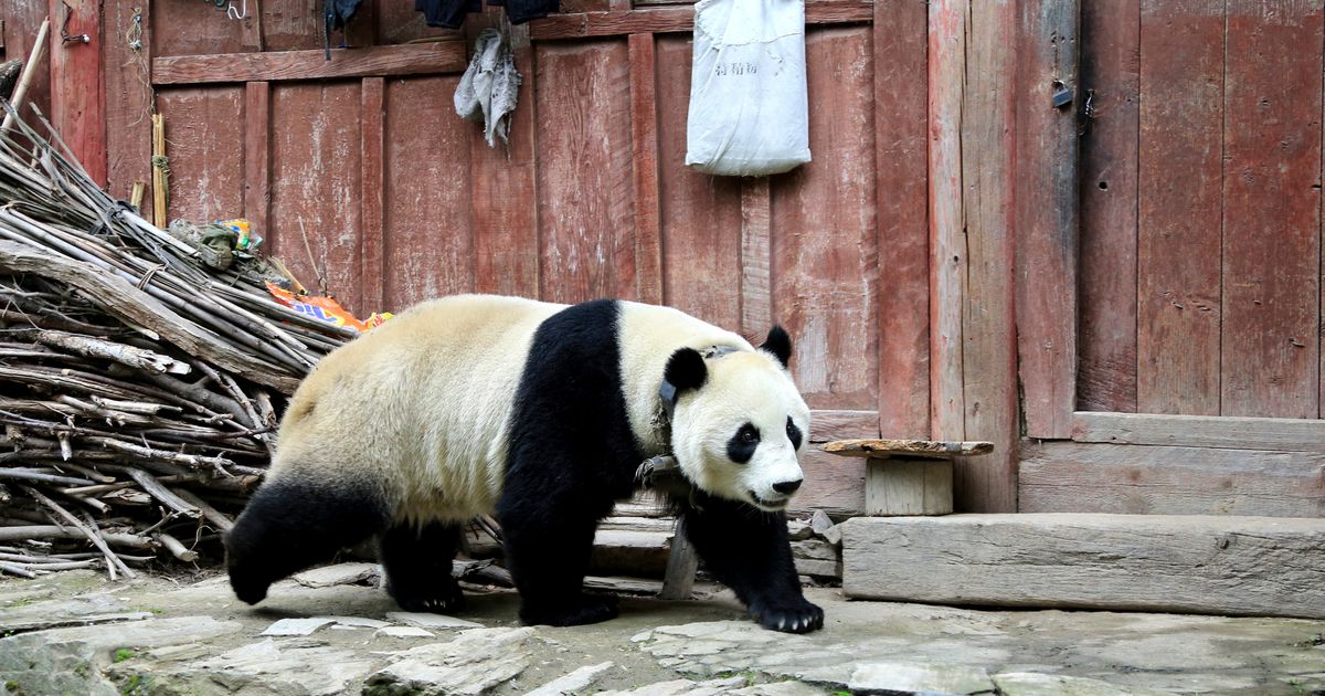 Panda takes excursion into town in southwestern China | The Seattle Times