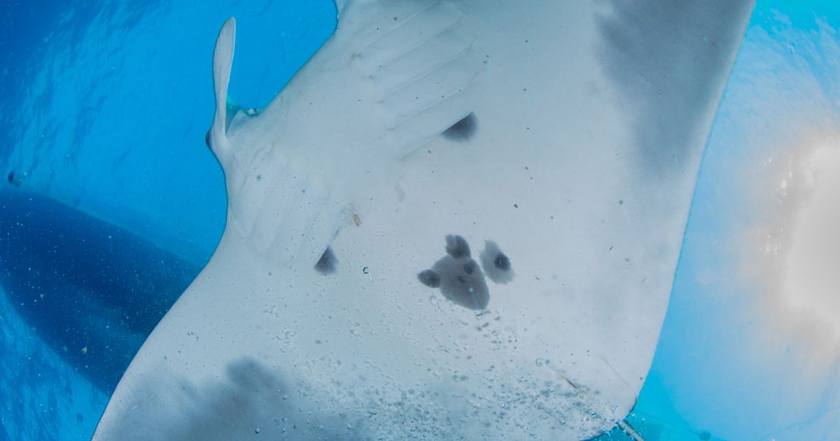 Scientists discover world’s first known manta ray nursery | The Seattle ...