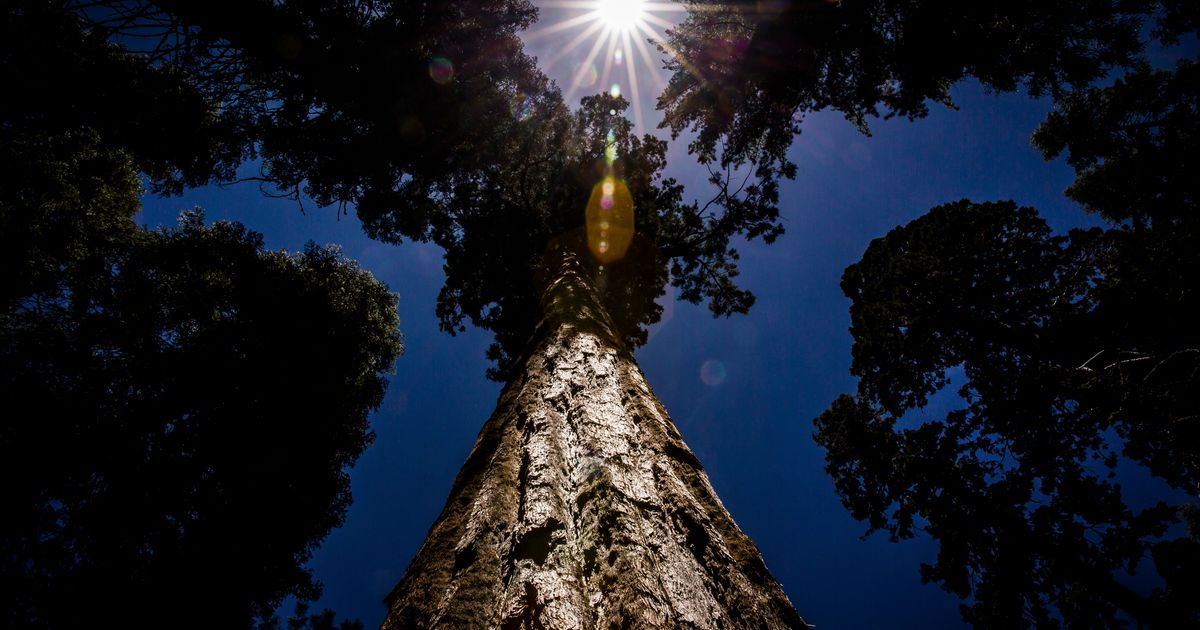 A renewed view of some of the world’s oldest trees | The Seattle Times