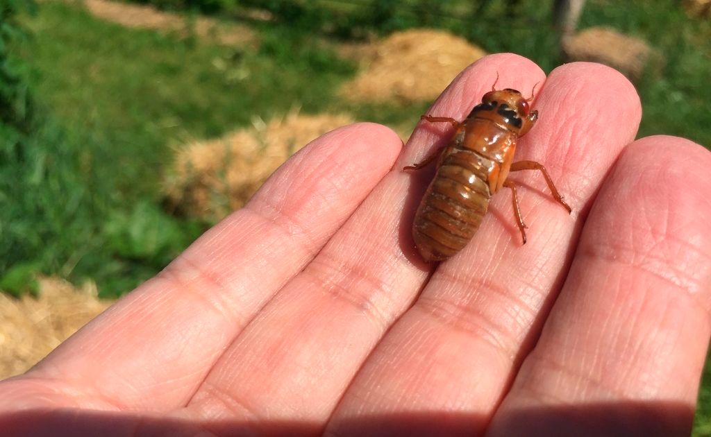 Rare sightings of big bug draw fans from around the world | The Seattle ...