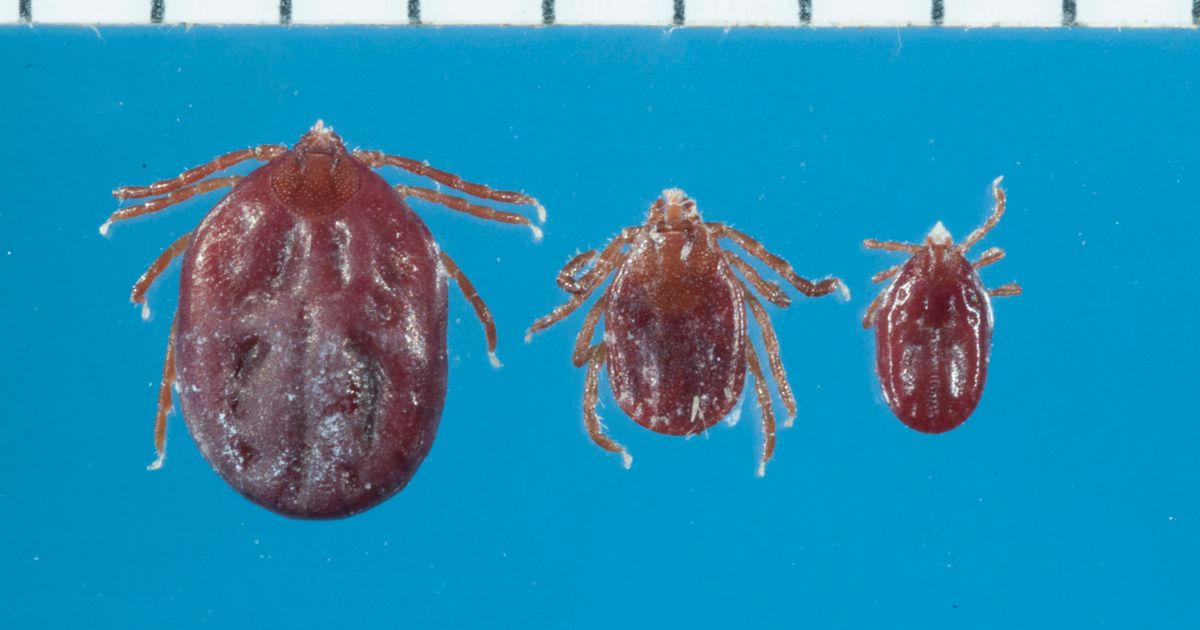 Rare type of tick inexplicably turns up in Arkansas | The Seattle Times