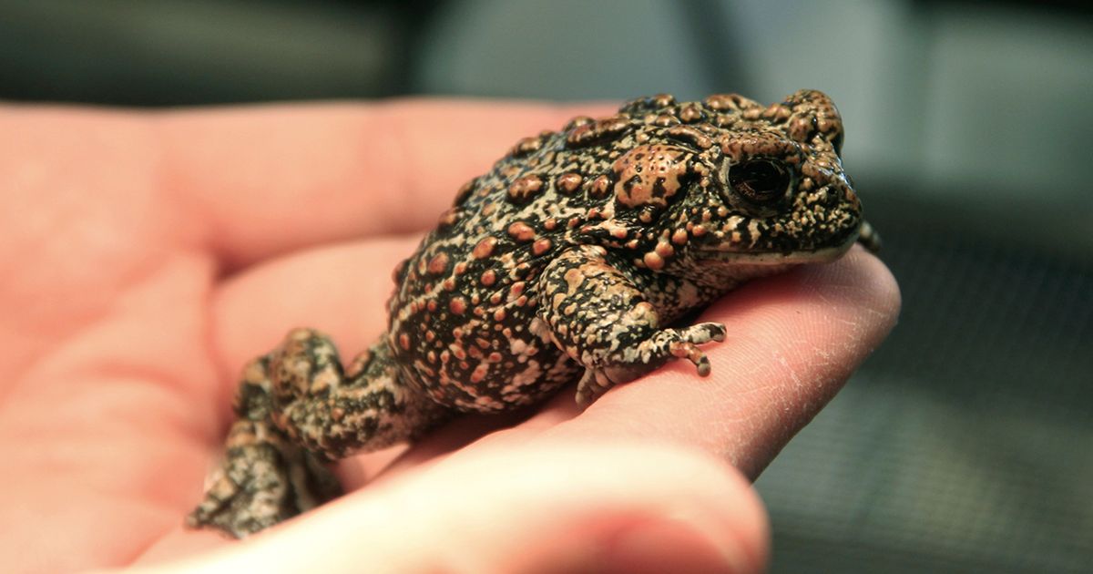 Endangered species listing considered for rare Nevada toad | The ...