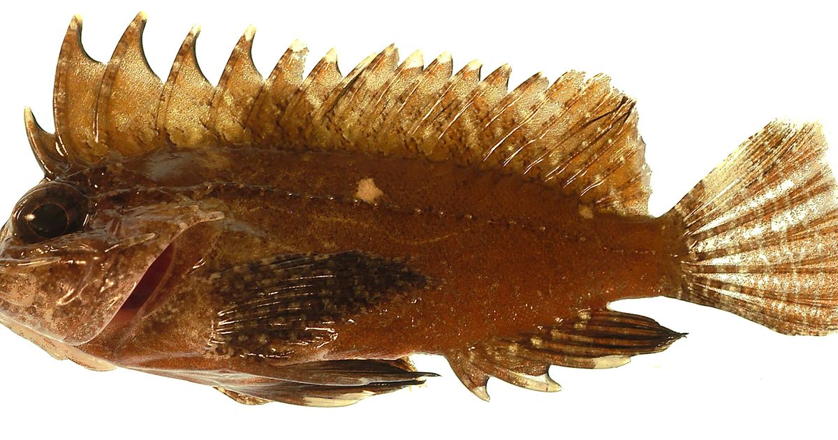 This knife-wielding mini-monster wants you to back off | The Seattle Times