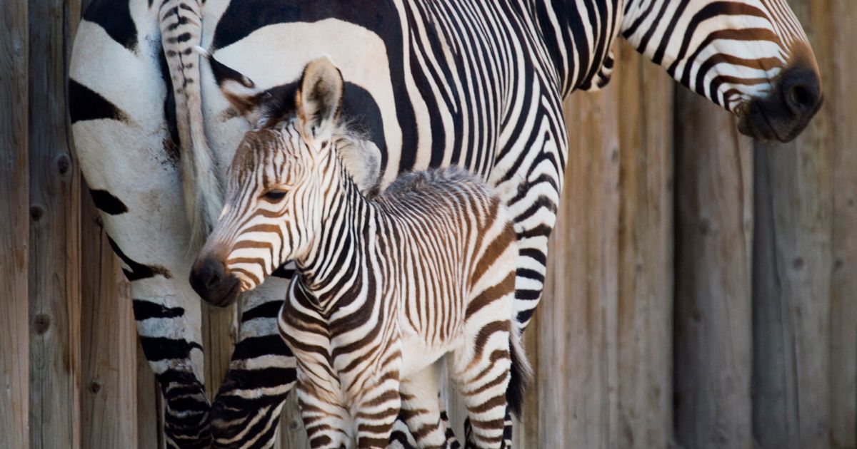 Baby zebra dazzles visitors at Salt Lake City zoo | The Seattle Times