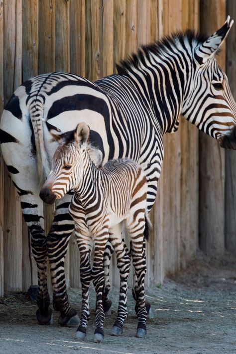 Baby zebra dazzles visitors at Salt Lake City zoo | The Seattle Times