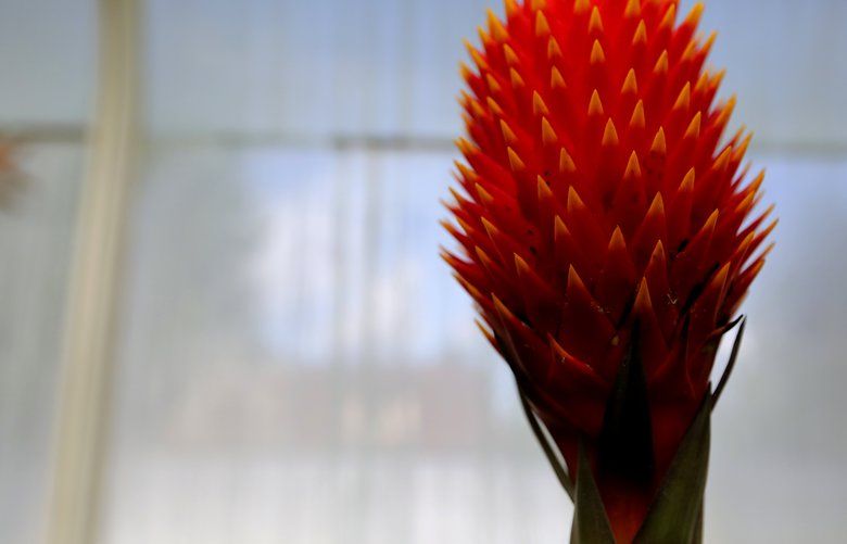 Volunteer Park Conservatory: natural beauty and beautiful prints | The ...