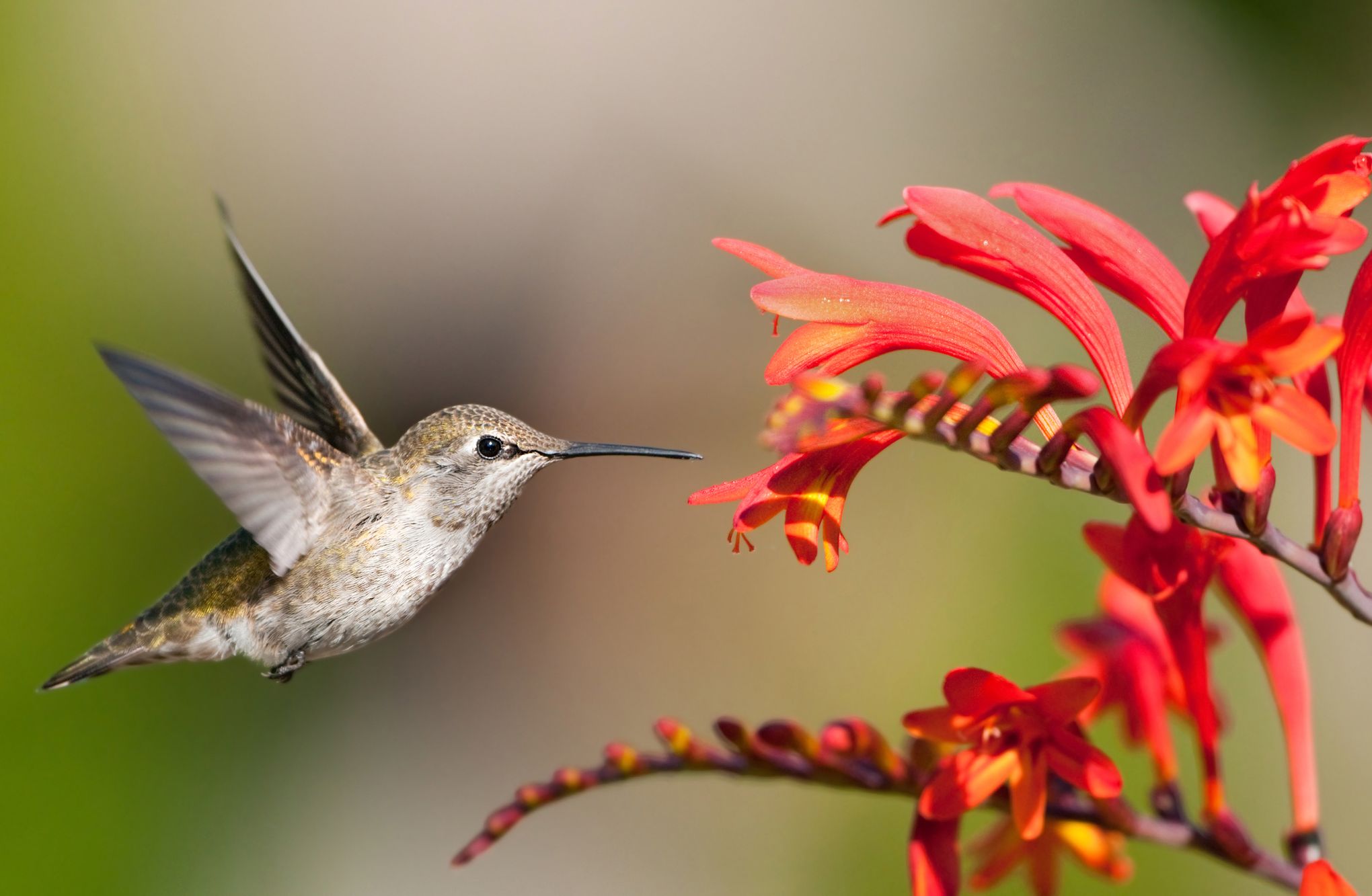 Red Hummingbird Flowers