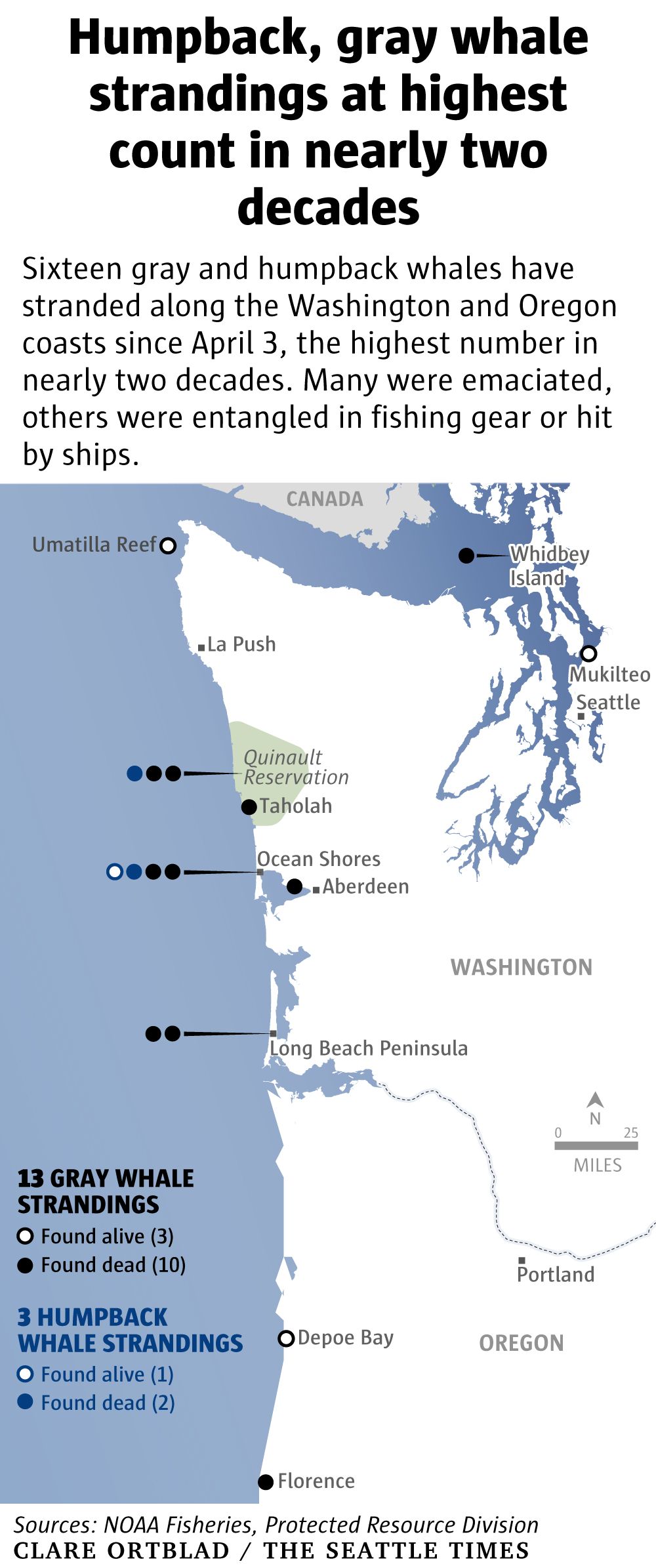 Whale strandings off Washington-Oregon coast highest in nearly 2 ...