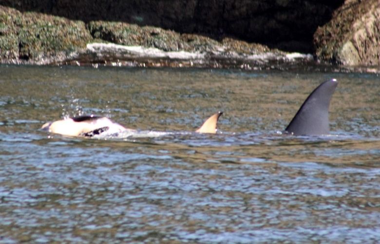Orca whale continued grieving ritual for a sixth day on Sunday | The ...