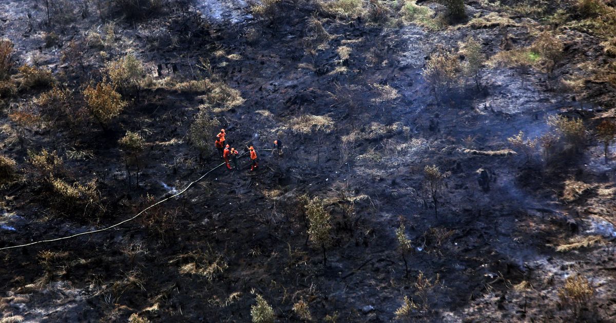 Report says Indonesia ‘land swap’ plan puts forests at risk | The ...
