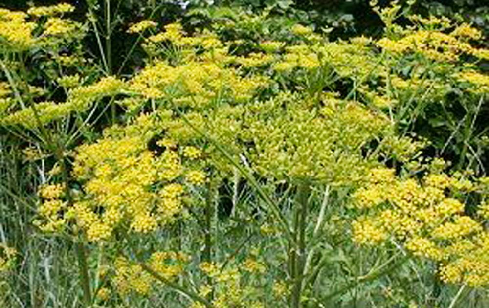 Poison parsnip causes severe burns, blisters on woman’s legs | The ...