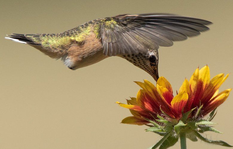 Reader’s Lens | Capturing a hummingbird | The Seattle Times