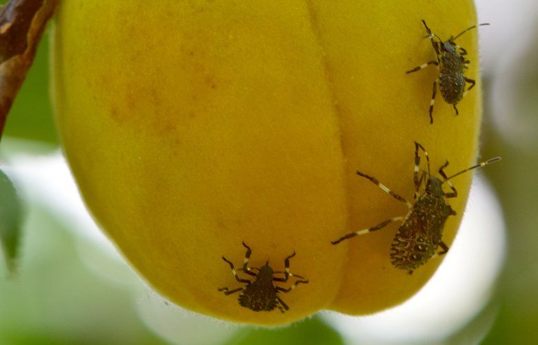 A local researcher is breeding an army of wasps to devour invasive ...