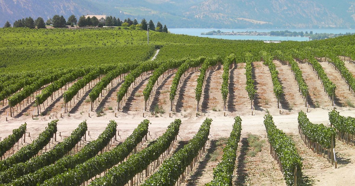 20 years after its planting, Cascade Valley Wine Country is turning out ...
