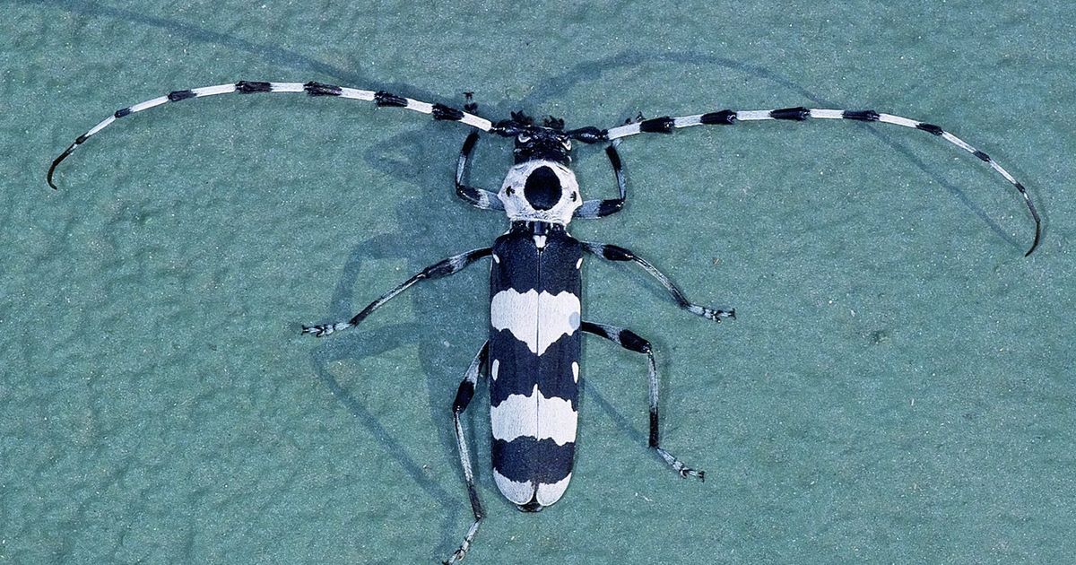 What’s that bug? New Northwest field guide makes it easy to find out ...