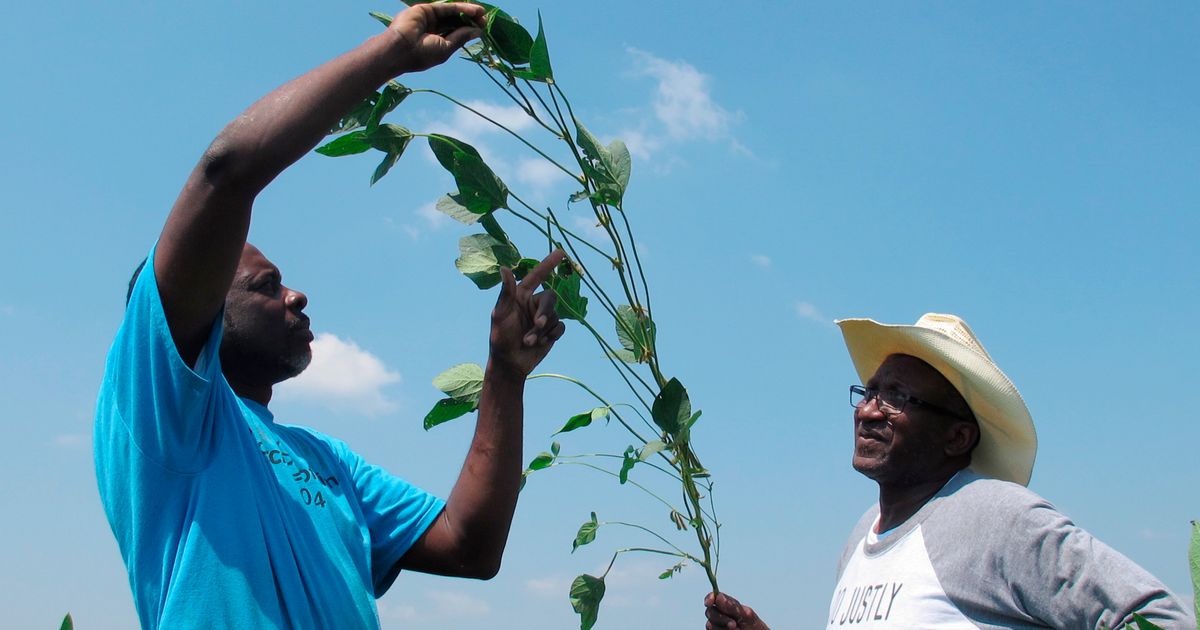 Black soybean farmers claim they were sold faulty seeds | The Seattle Times