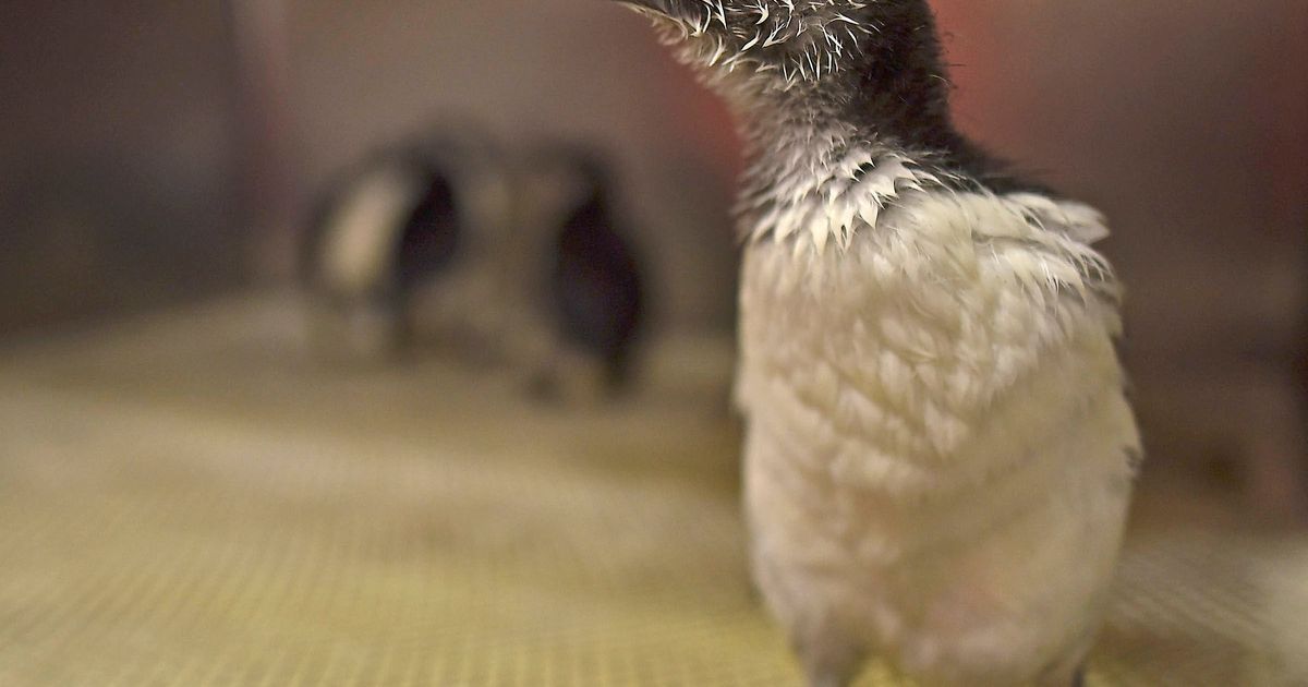 Seabird chicks washing up alive and dead near Cannon Beach | The ...