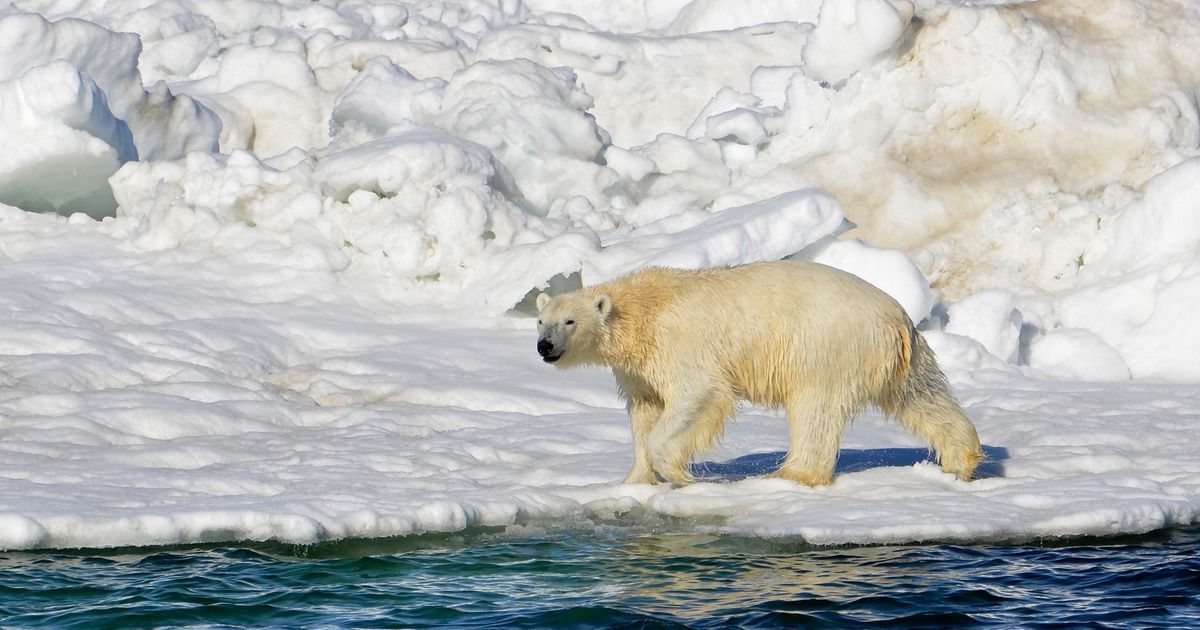 Quota raised for subsistence hunting of Chukchi polar bears | The ...
