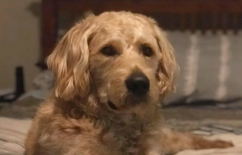 Family that survived Vegas attack says comfort dog was shot | The ...