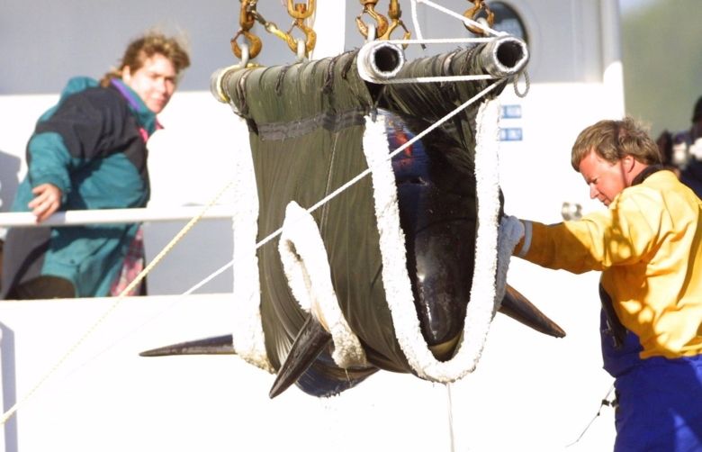 How do you capture a sick orca? NOAA did it 16 years ago, saving ...