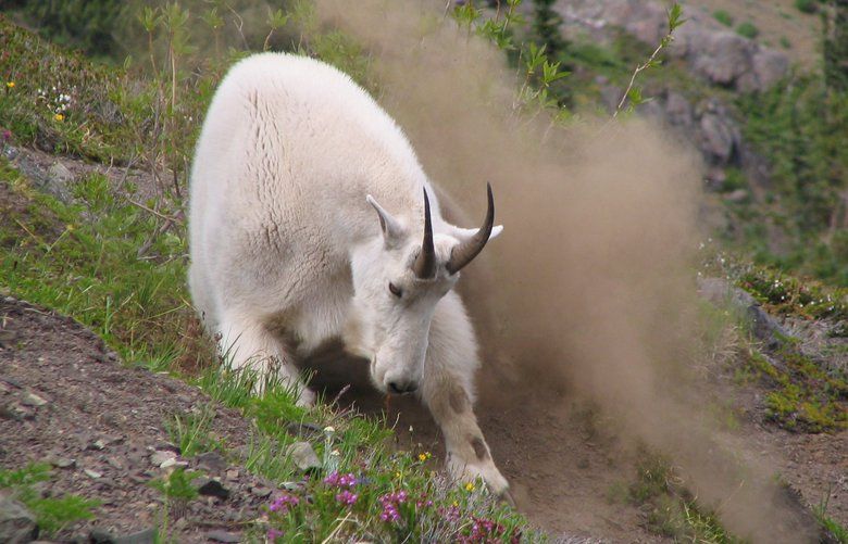 Mountain goat relocation begins in Olympic National Park | The Seattle ...