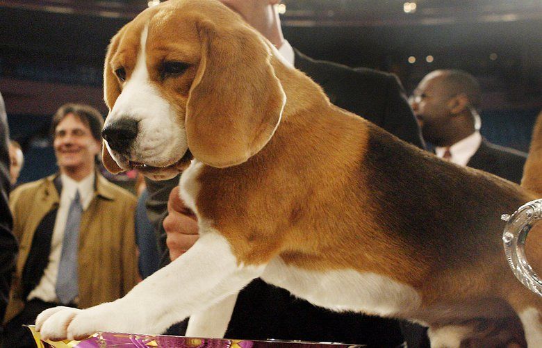 A dog’s life: Uno, beagle that wowed Westminster, dies at 13 | The ...