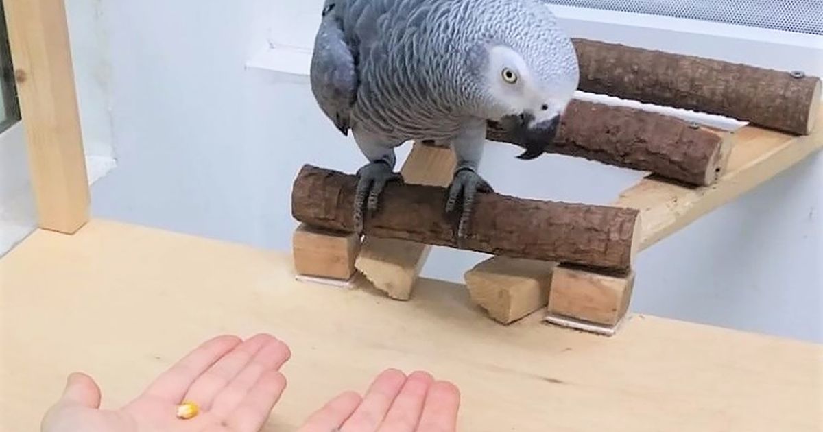 Parrots think they’re pretty smart | The Seattle Times