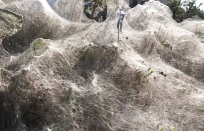 Walk into my parlor: Greek spiders spin giant web over shore | The ...