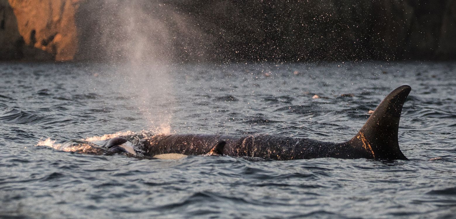Hostile Waters: Orcas in peril | The Seattle Times