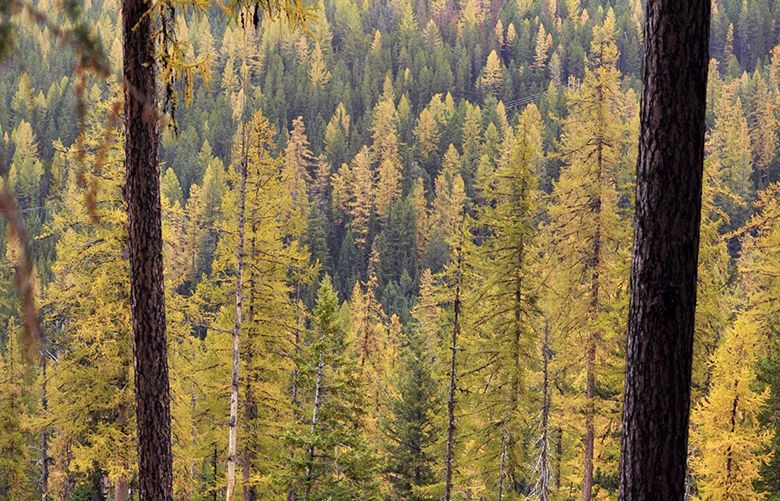 4 top Northwest hikes for peak larch-viewing | The Seattle Times