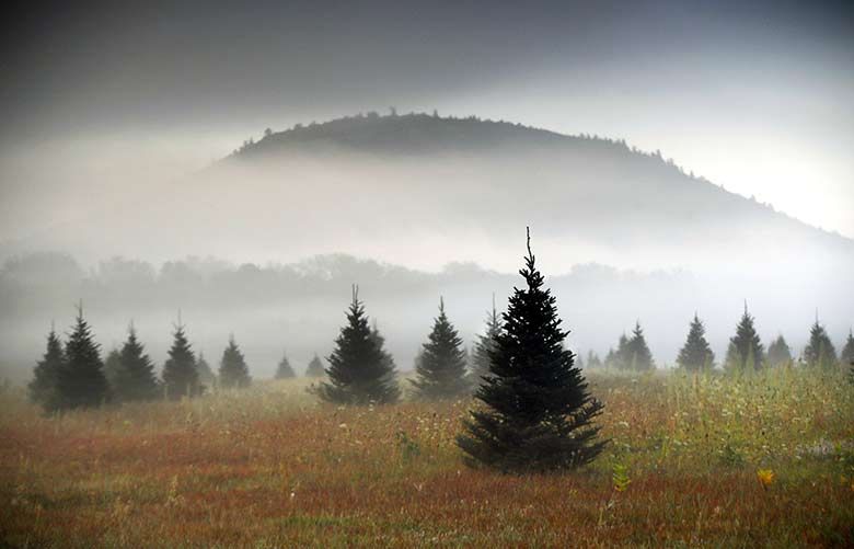 What’s in the Amazon box? Maybe a real 7-foot Christmas tree | The ...