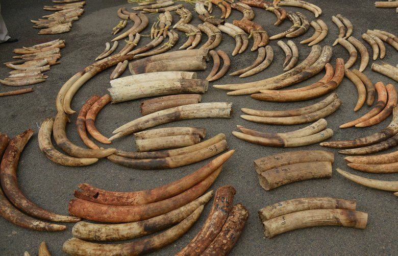 Who’s killing Africa’s elephants? UW study identifies ivory trafficking ...