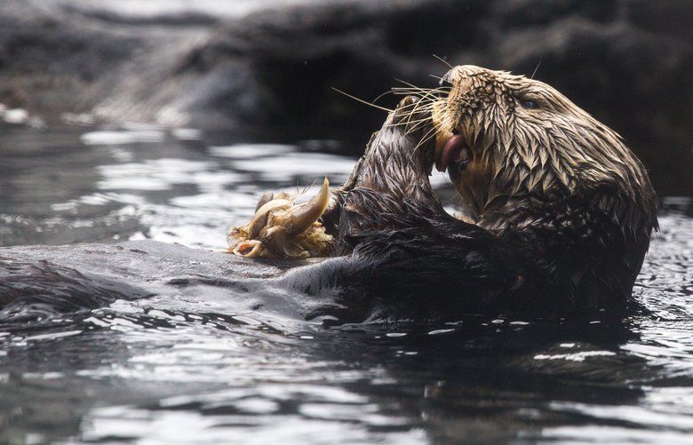 Adorable sea otters get a weekend of extra attention at Seattle ...