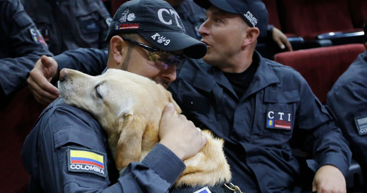 Colombia honors 14 sniffer dogs at emotional retirement | The Seattle Times
