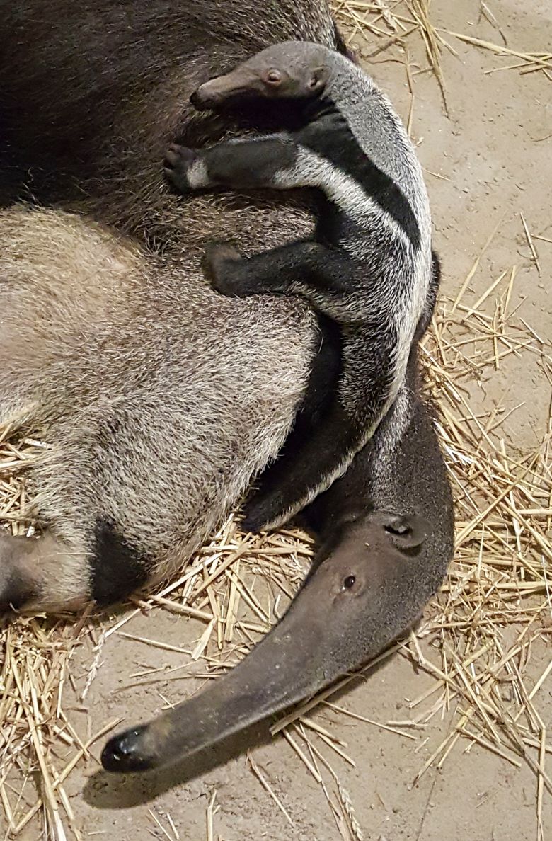 Baby Giant Anteater