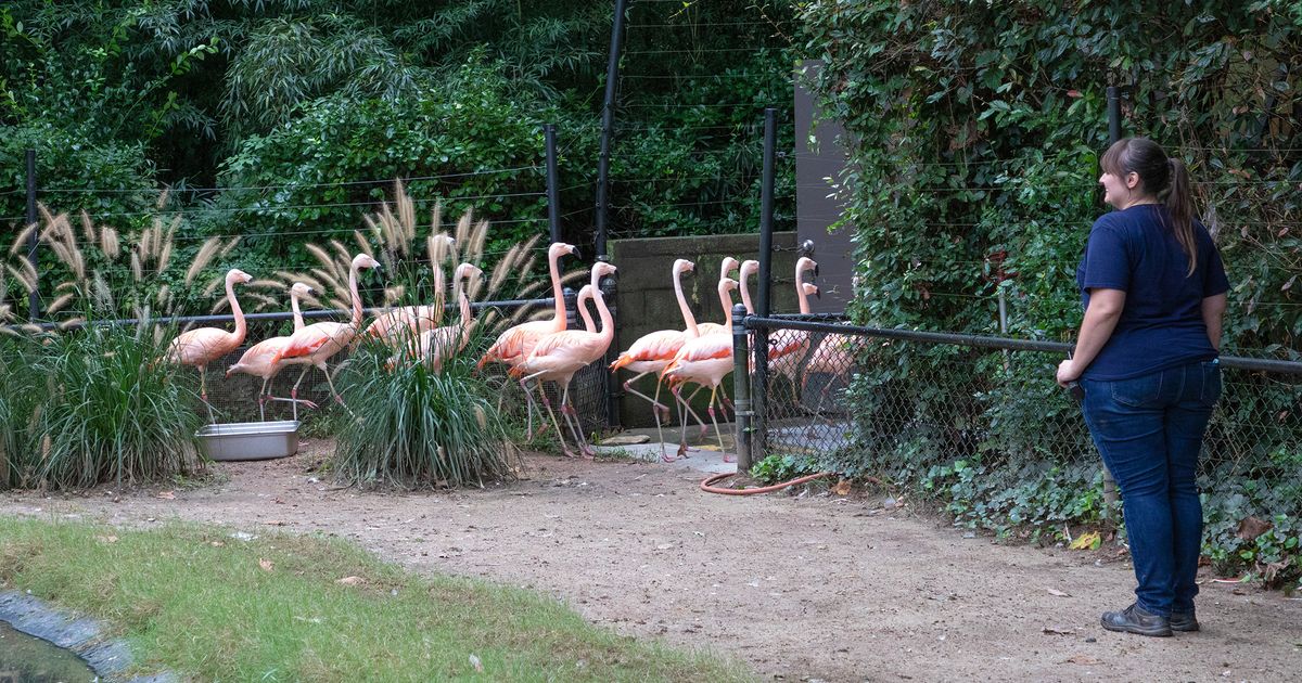 As people evacuate before hurricane, zoo animals move inside | The ...