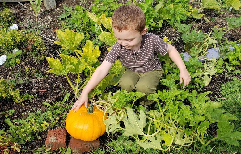 Reader’s Lens | ‘Autumn Harvest’ contest winner | The Seattle Times