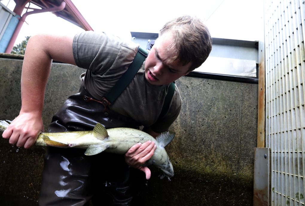 A busy time at Issaquah Salmon Hatchery | The Seattle Times