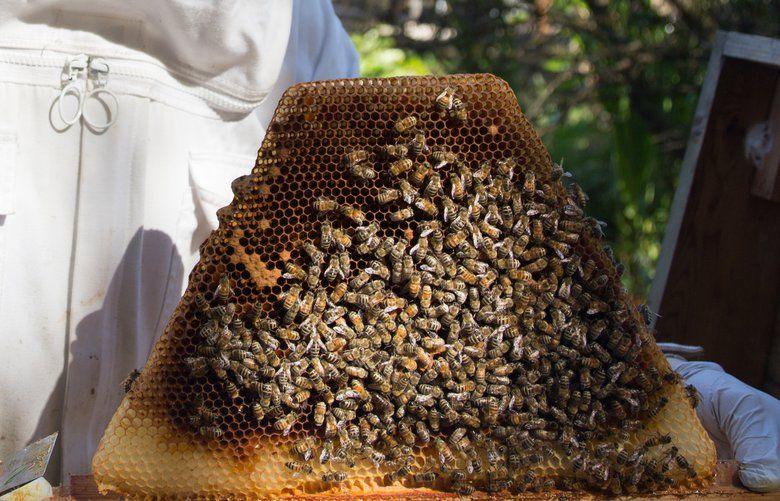 A bee’s-eye view of Seattle | The Seattle Times