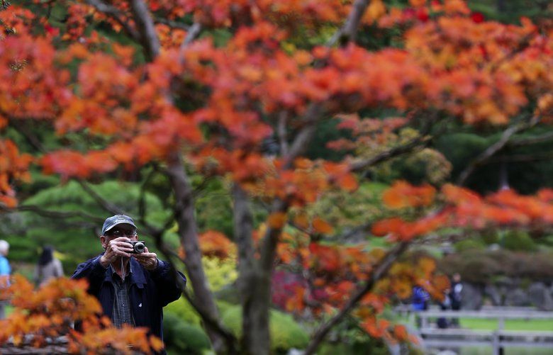 Enjoy the vibrant colors of fall at Maple Festival in Seattle and ...