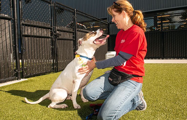 Seattle Humane | Advertisers | The Seattle Times