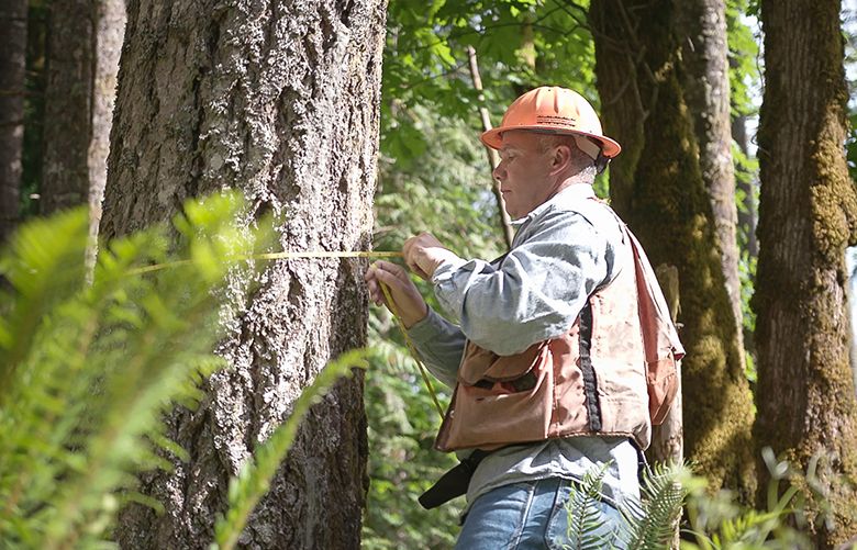 Forestry 101: How current forest practices impact the future for the ...